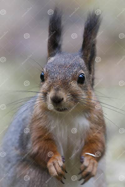 Red squirrel stock image. Image of rodent, squirrel, face - 79673459