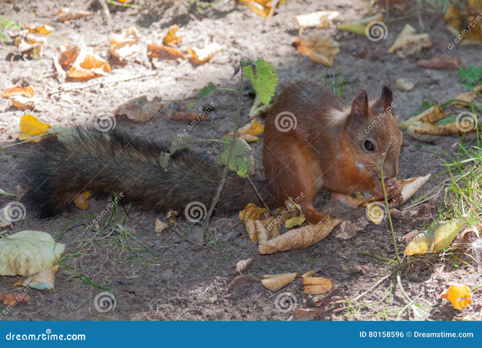Red squirrel close up stock photo. Image of sciurus, endangered - 80158596