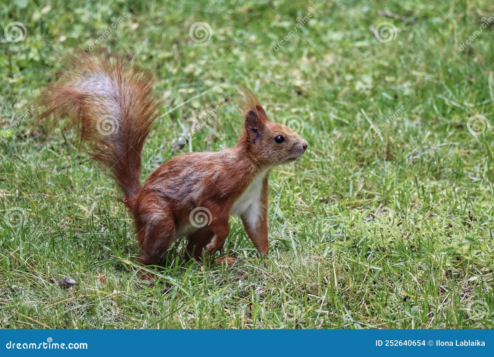 Red squirrel close up stock photo. Image of outdoor - 252640654