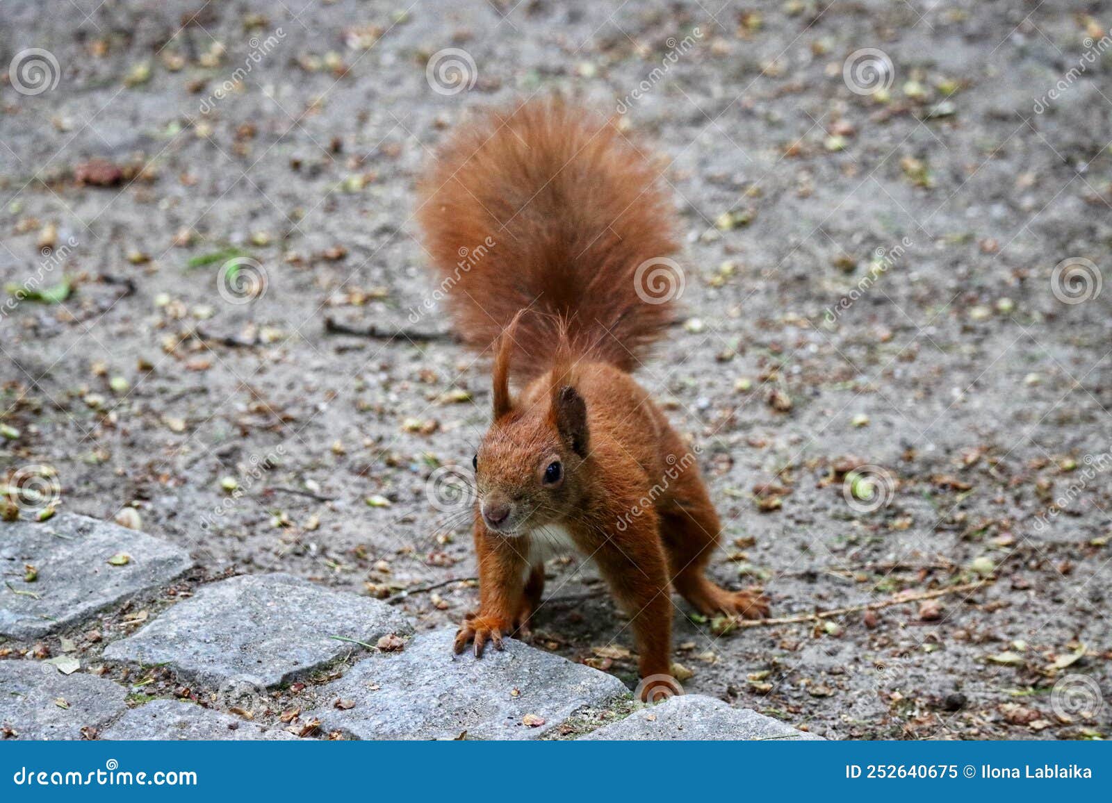 Red squirrel close up stock image. Image of furry, sitting - 252640675