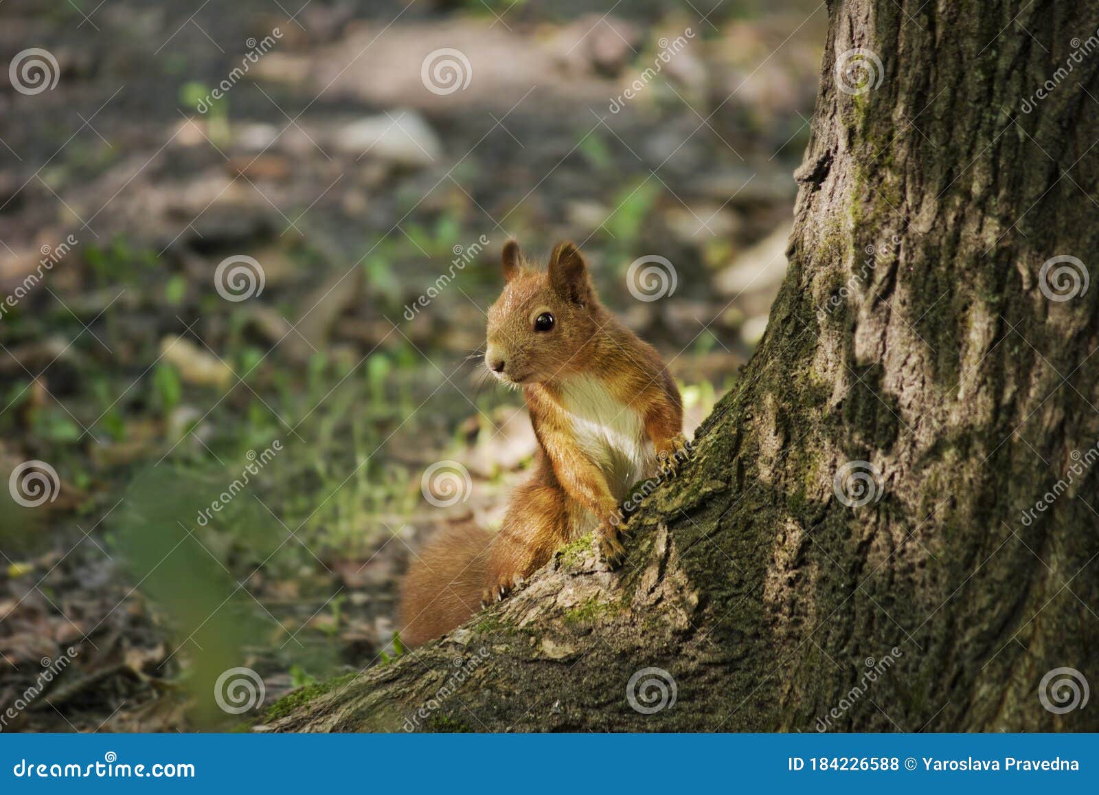 Red squirrel close-up stock photo. Image of mammal, season - 184226588