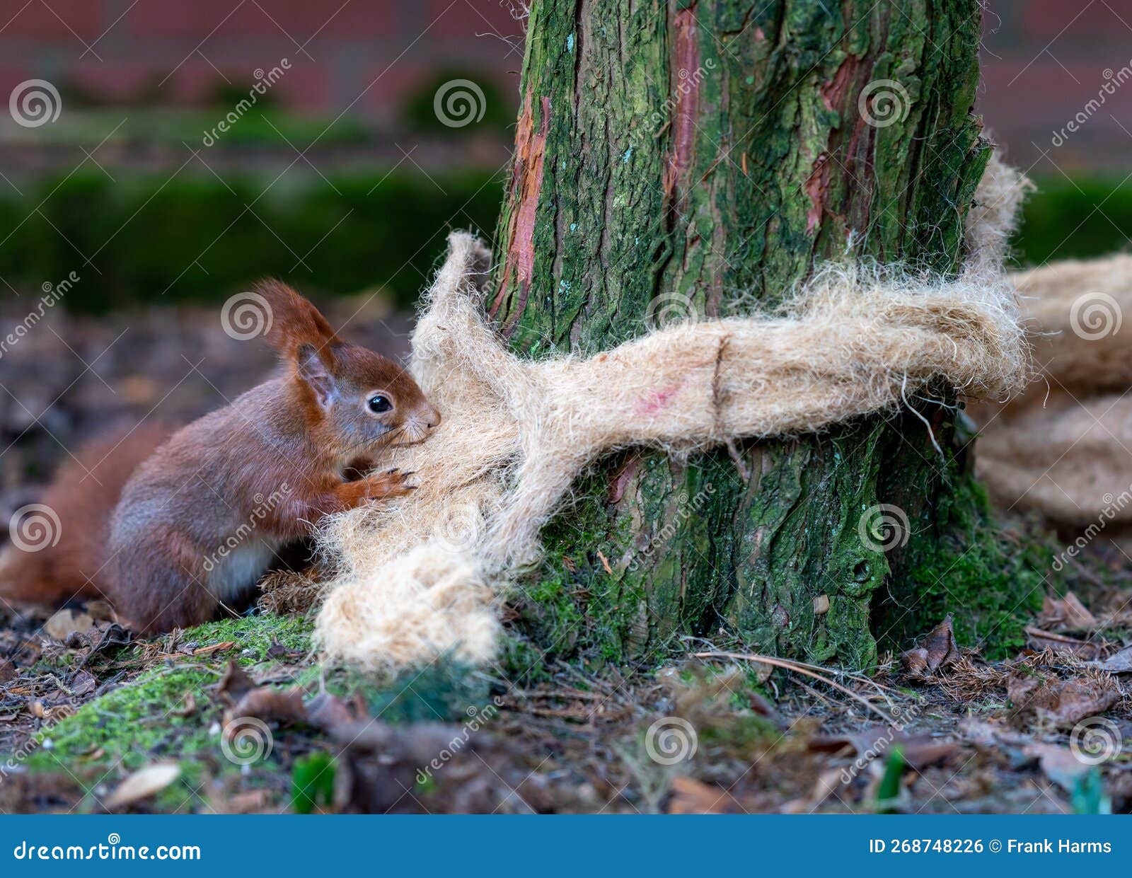 Red Squirrel is Collecting Nesting Material from a Isolation Mat Stock ...