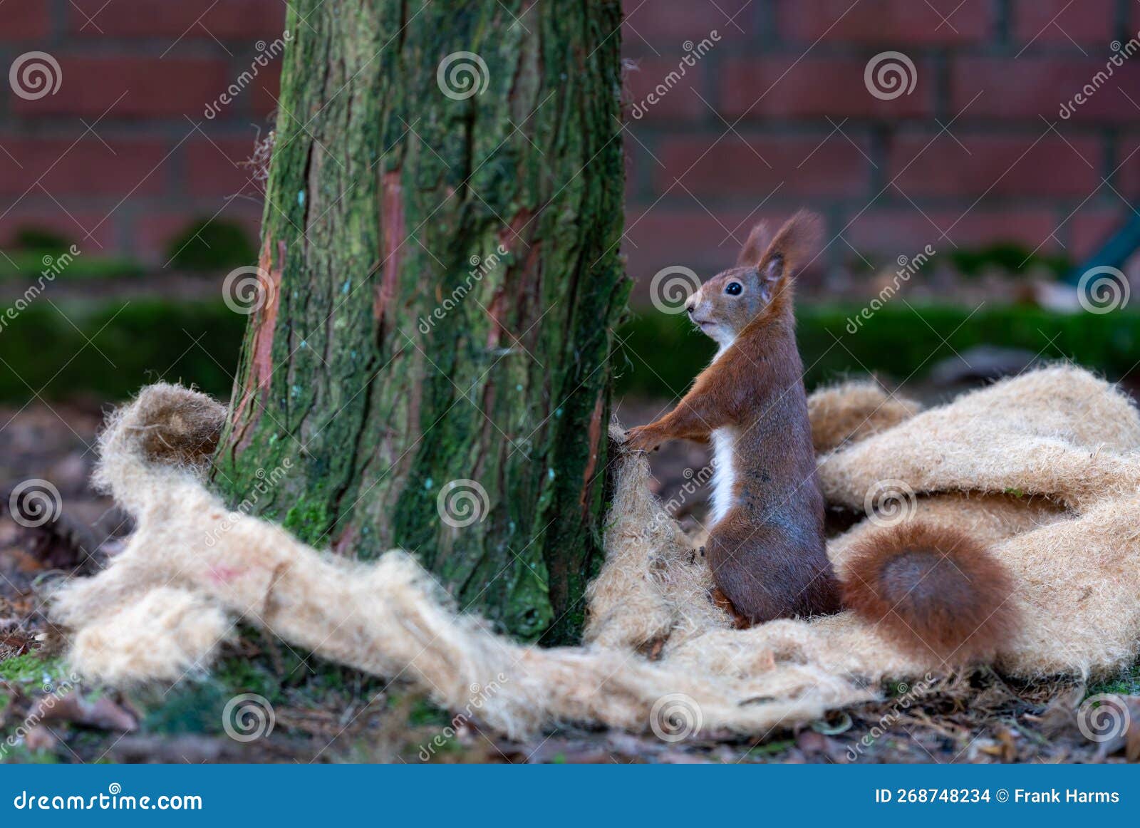 Red Squirrel is Collecting Nesting Material from a Isolation Mat Stock ...