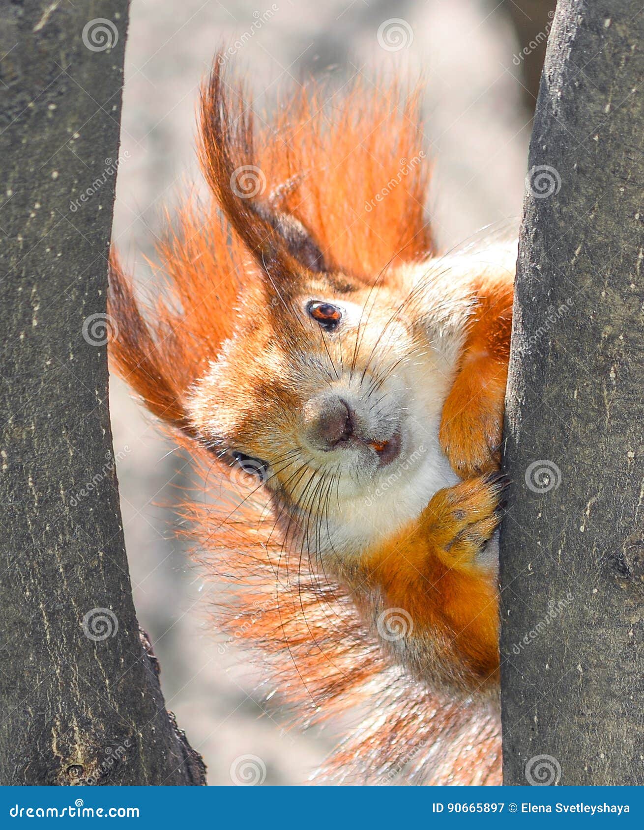 Red squirrel stock image. Image of orange, curious, eurasian - 90665897