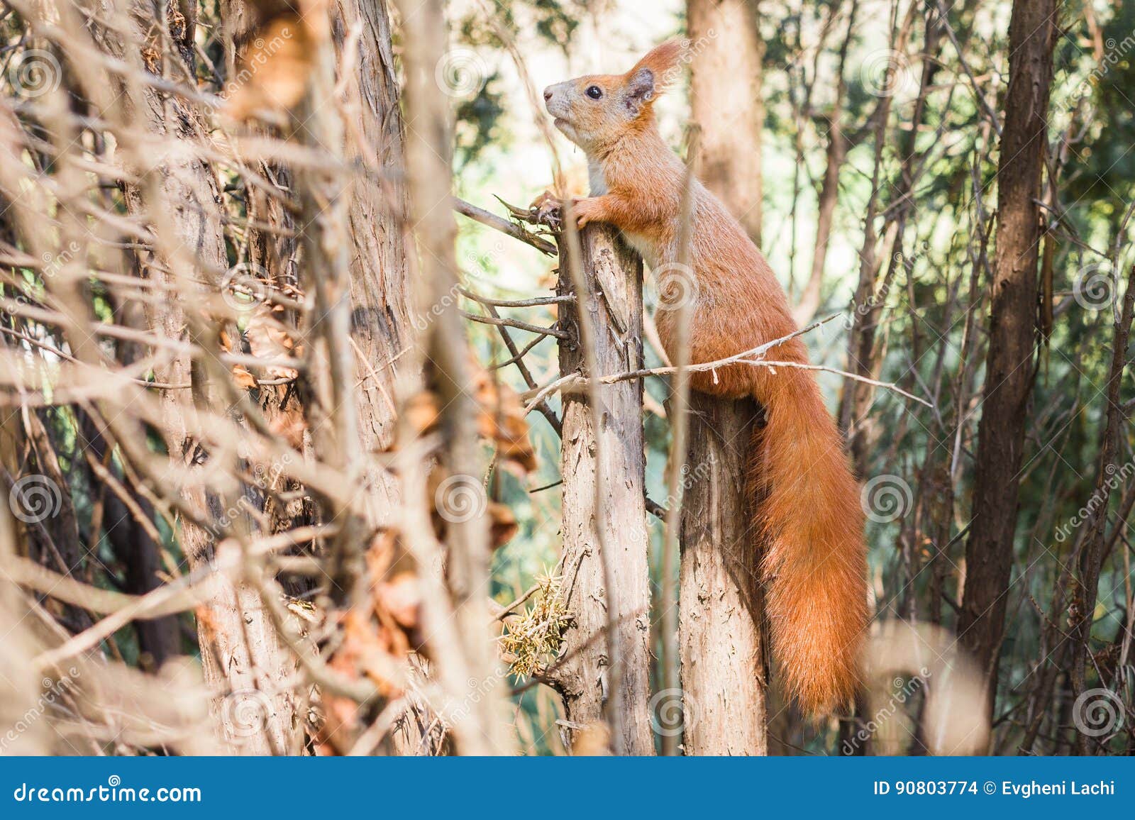Red squirrel stock photo. Image of green, wild, park - 90803774