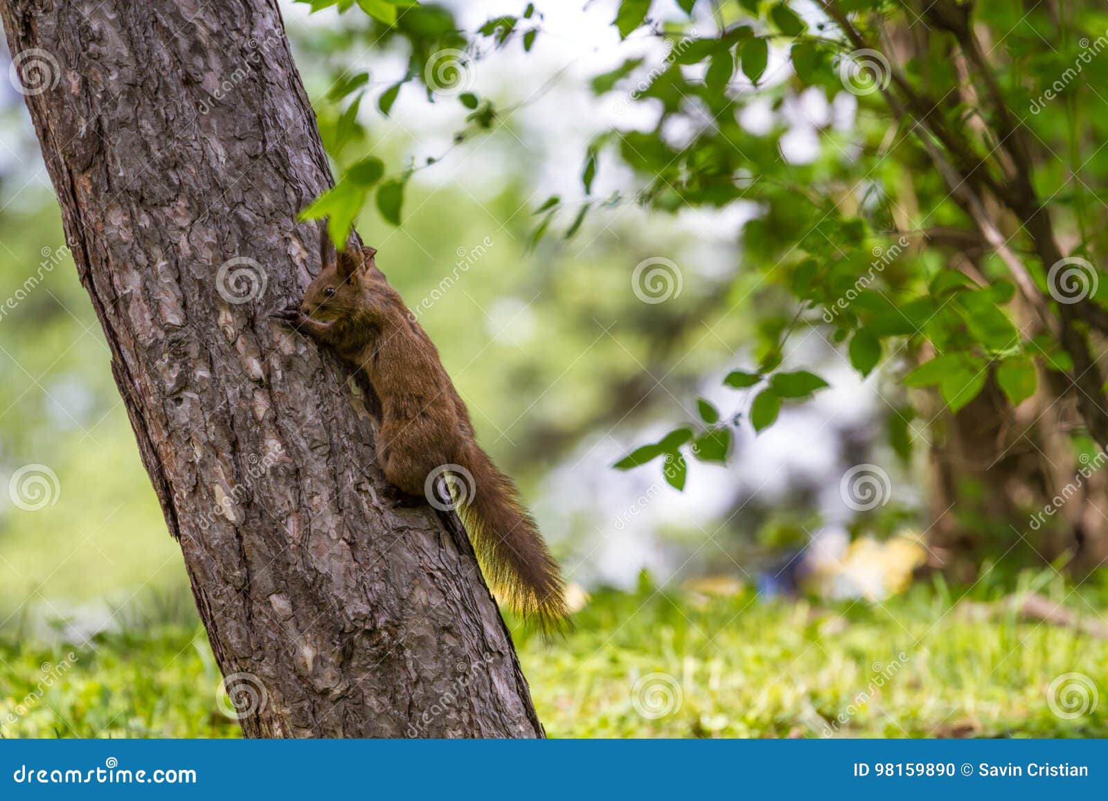Red squirrel stock photo. Image of animal, nature, orange - 98159890