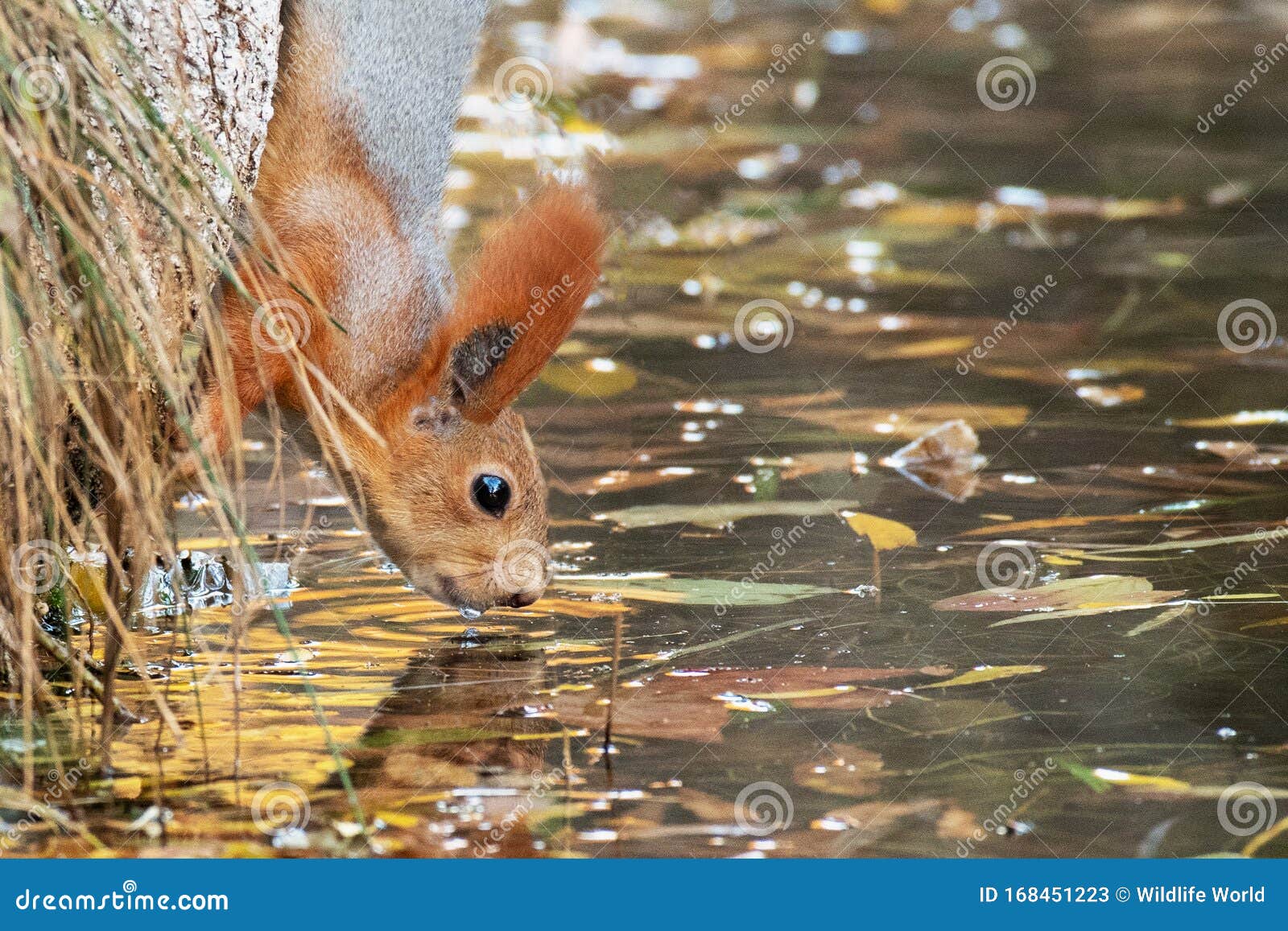 Red Squirrel Drinking a Water in the Park Stock Image - Image of thirst ...