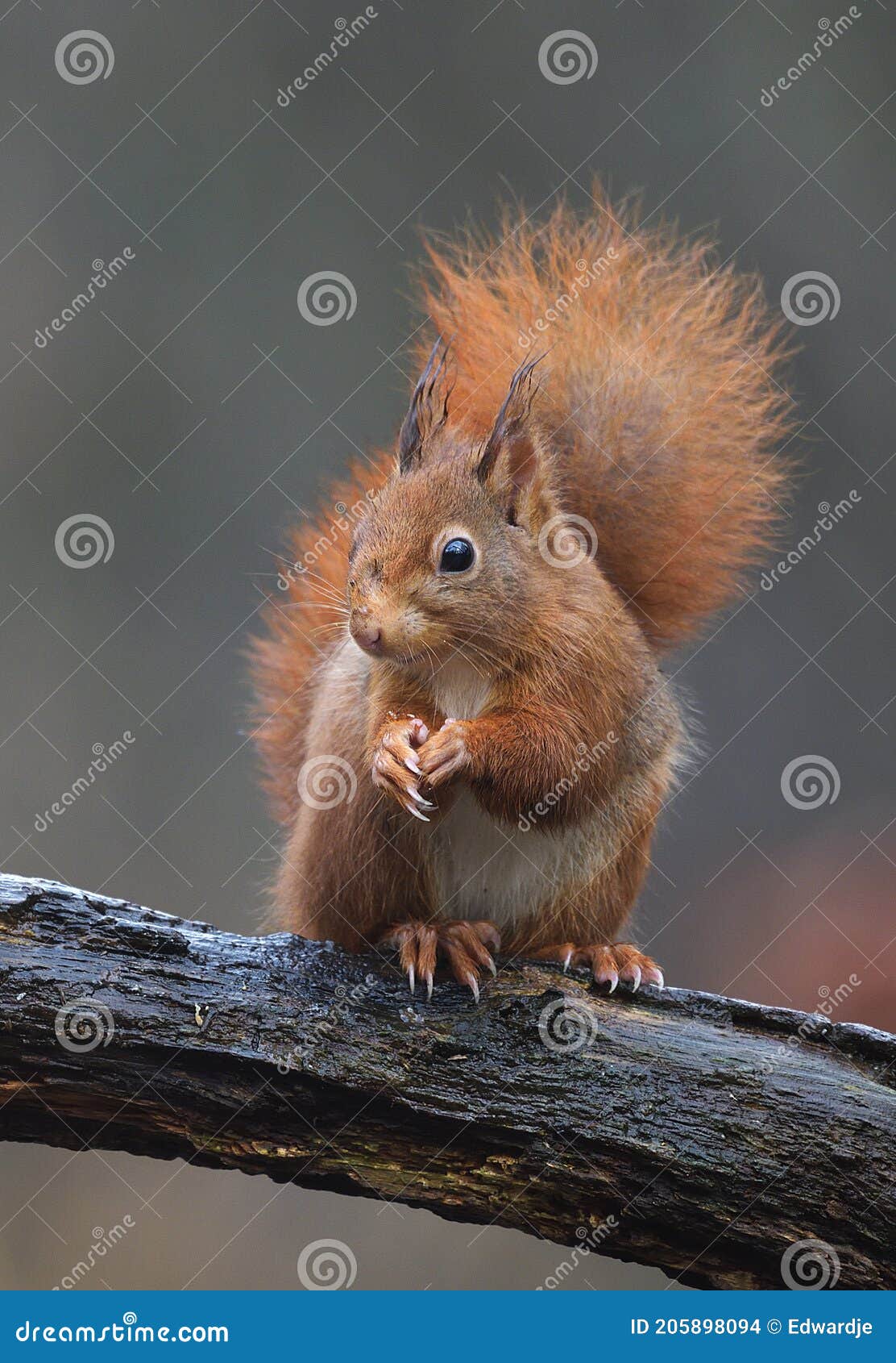 Red Squirrel in a Dutch Forrest Stock Photo - Image of wildlife, woods ...