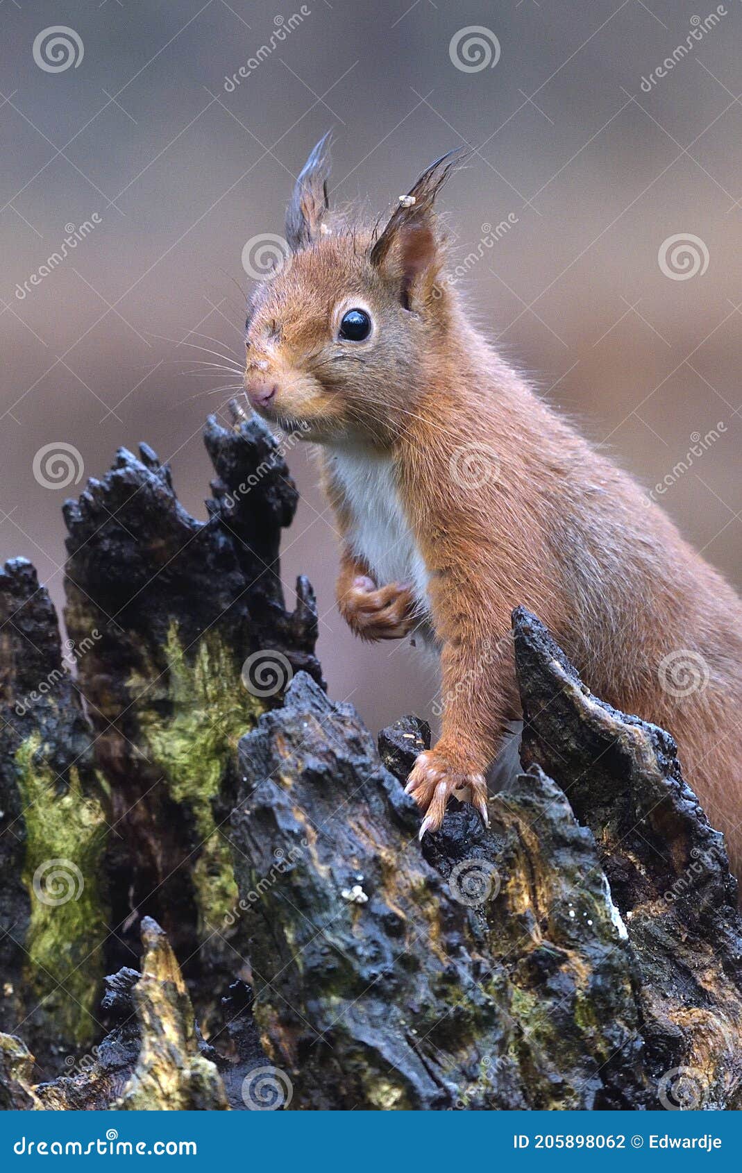 Red Squirrel in a Dutch Forrest Stock Photo - Image of wildlife, nature ...