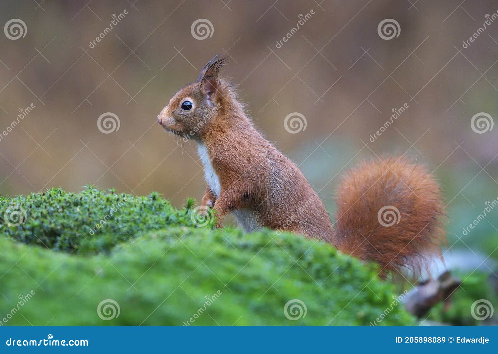 Red Squirrel in a Dutch Forrest Stock Image - Image of rodent, woodland ...