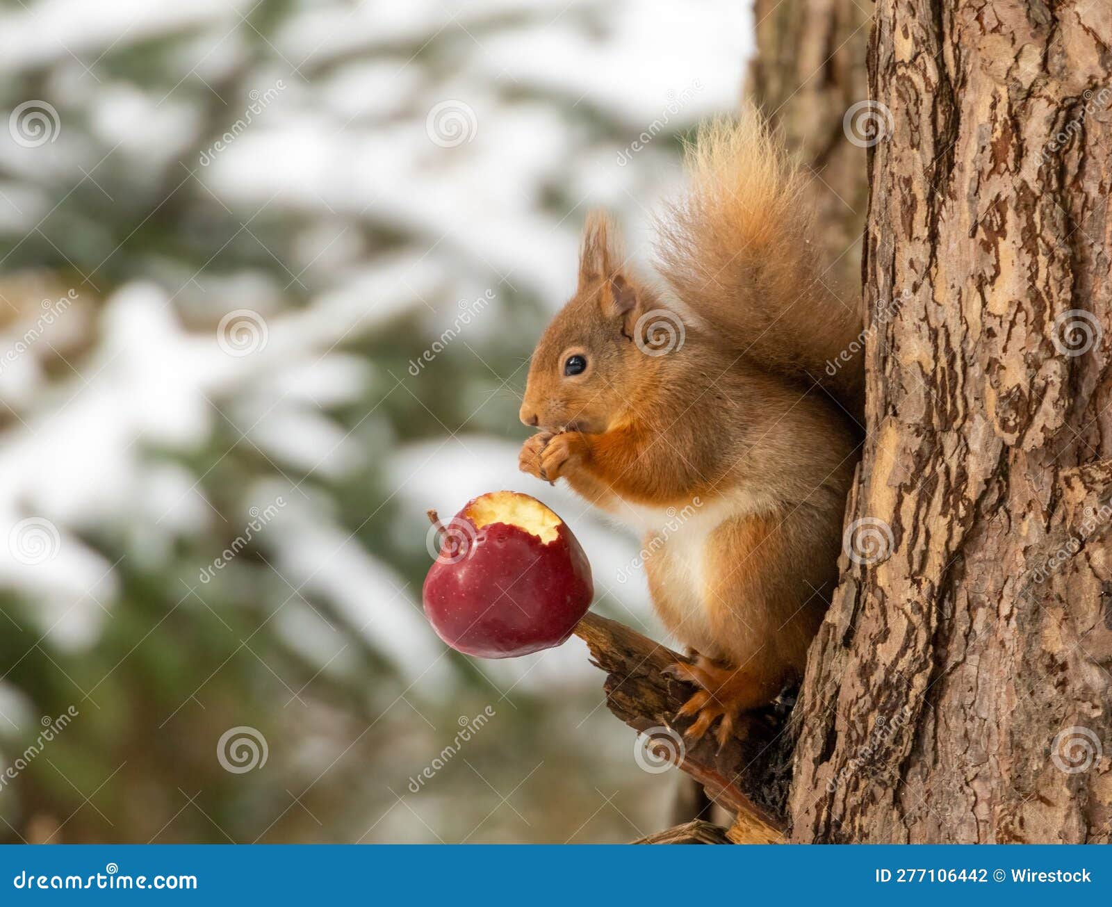Red Squirrel Eating an Apple Stock Photo - Image of furry, environment: 277106442