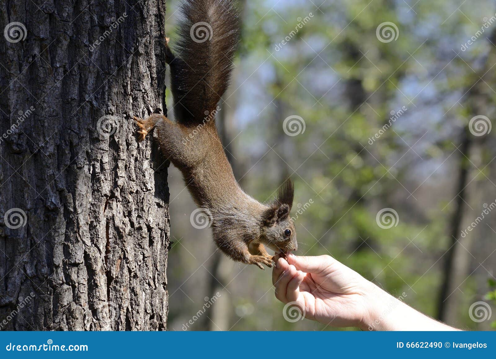 Red Squirrel Eating Food from Human Hand Stock Photo - Image of leaning ...