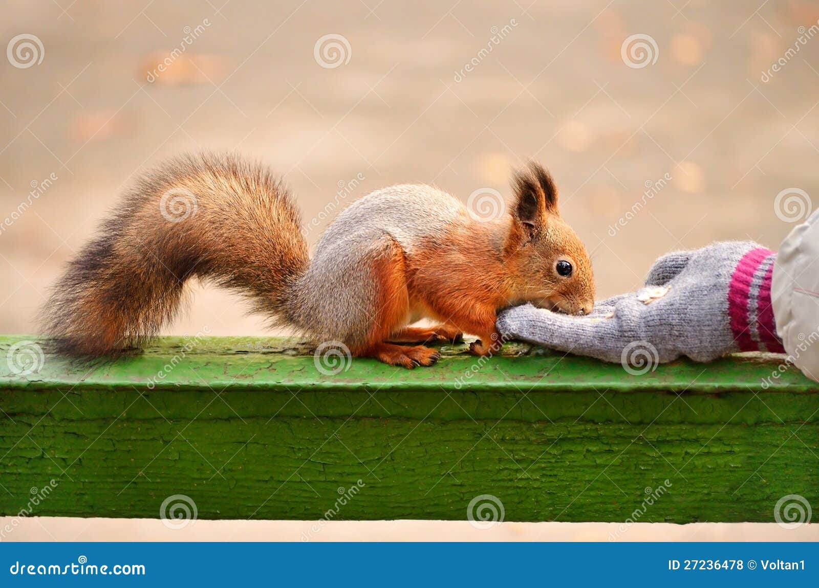 Red Squirrel Eating in the Hand Stock Photo - Image of cold, human ...