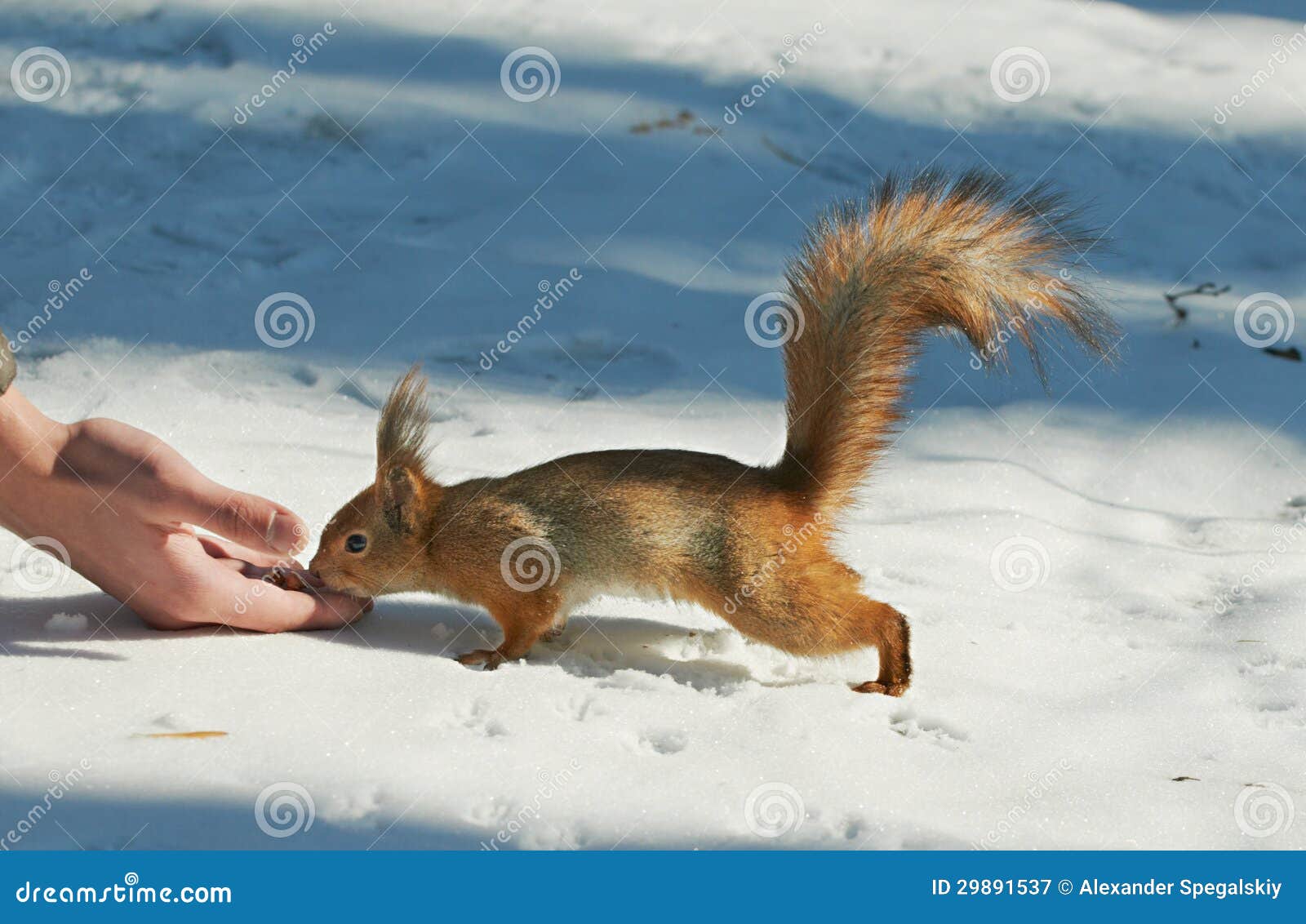 Red squirrel stock image. Image of outdoors, hazel, help - 29891537