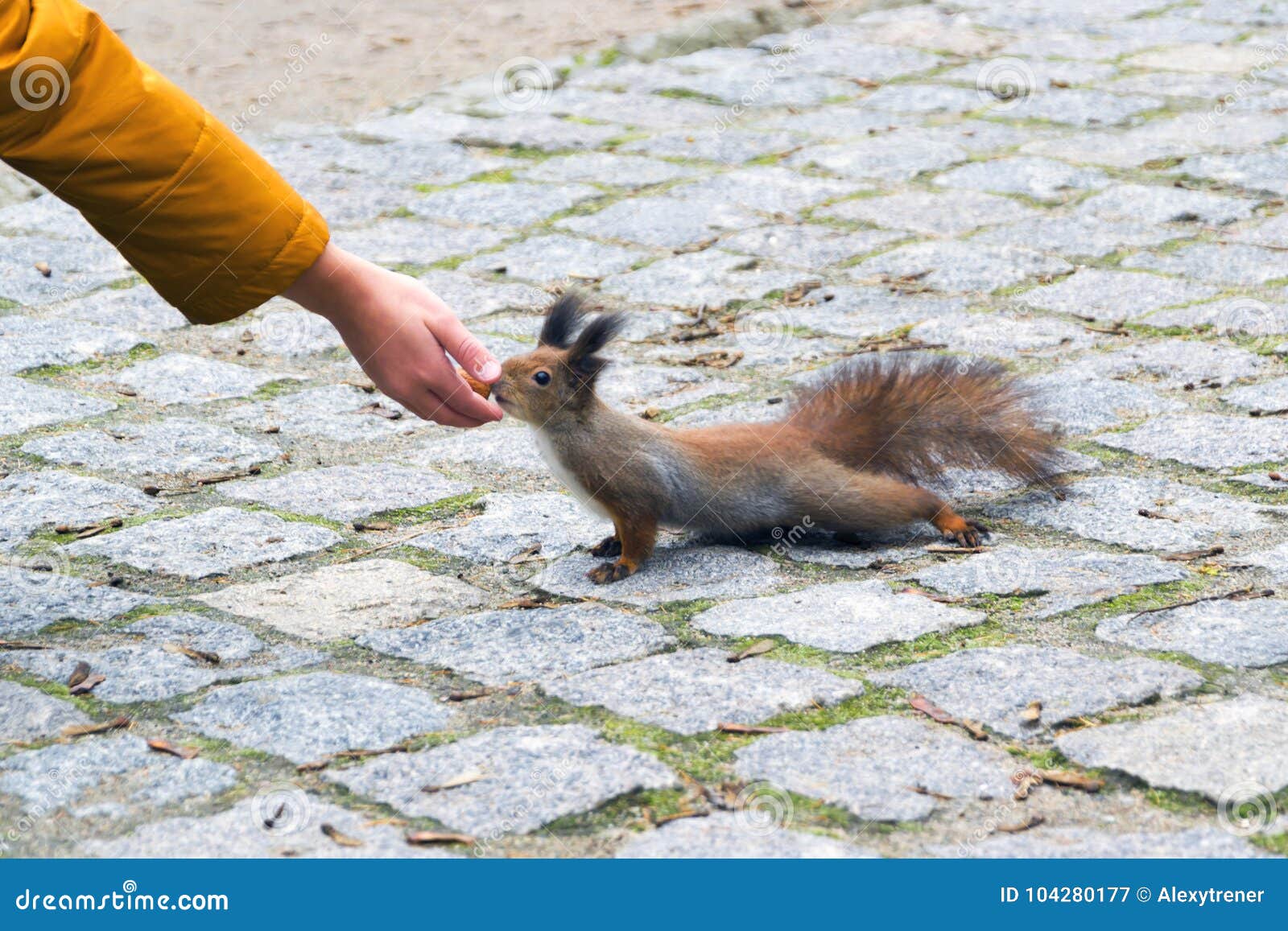 Red Squirrel Eating in the Hand Stock Image - Image of give, close ...