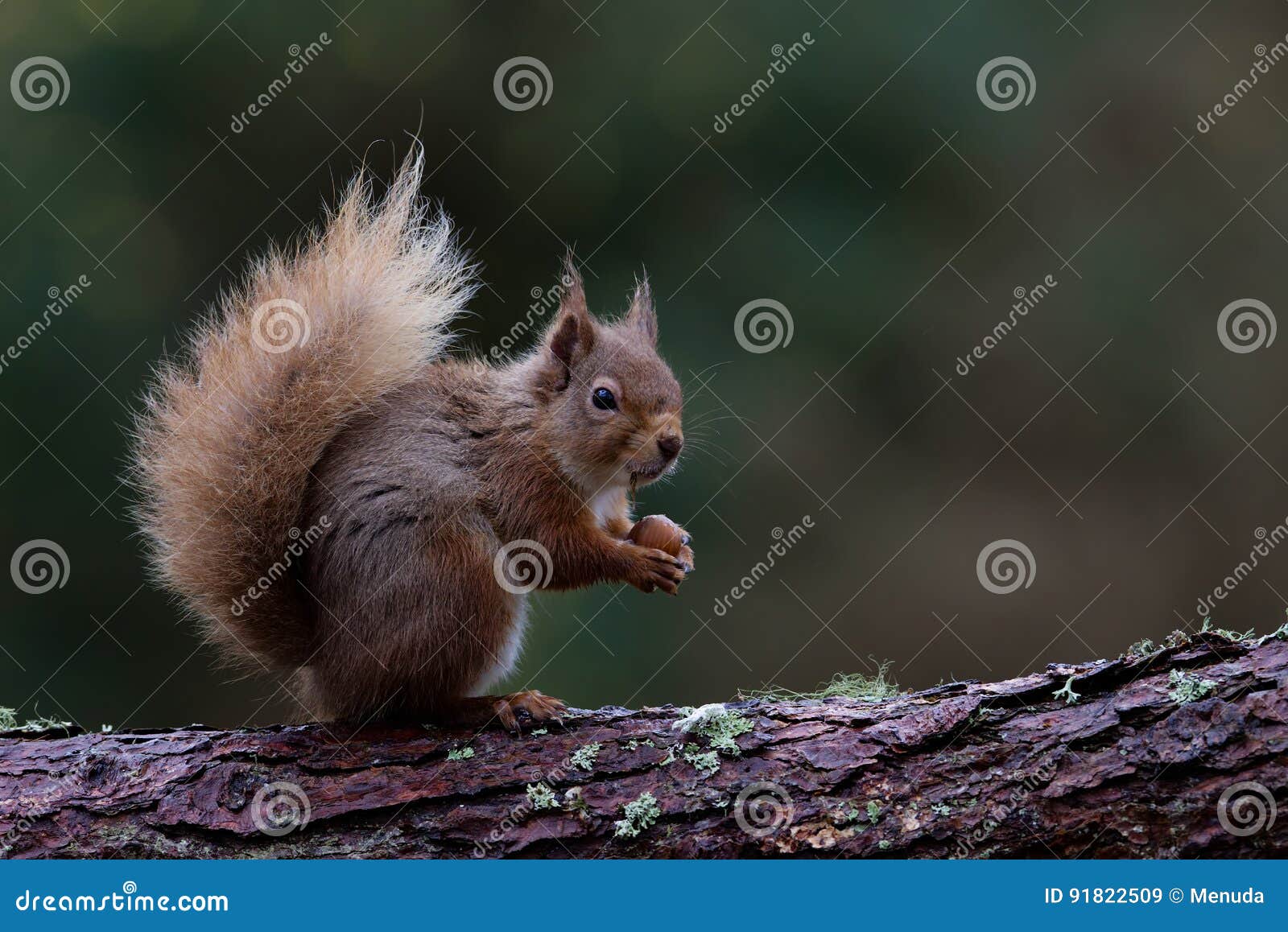 Red Squirrel Eating Hazel Nut Stock Image - Image of hazelnut, sciurus ...