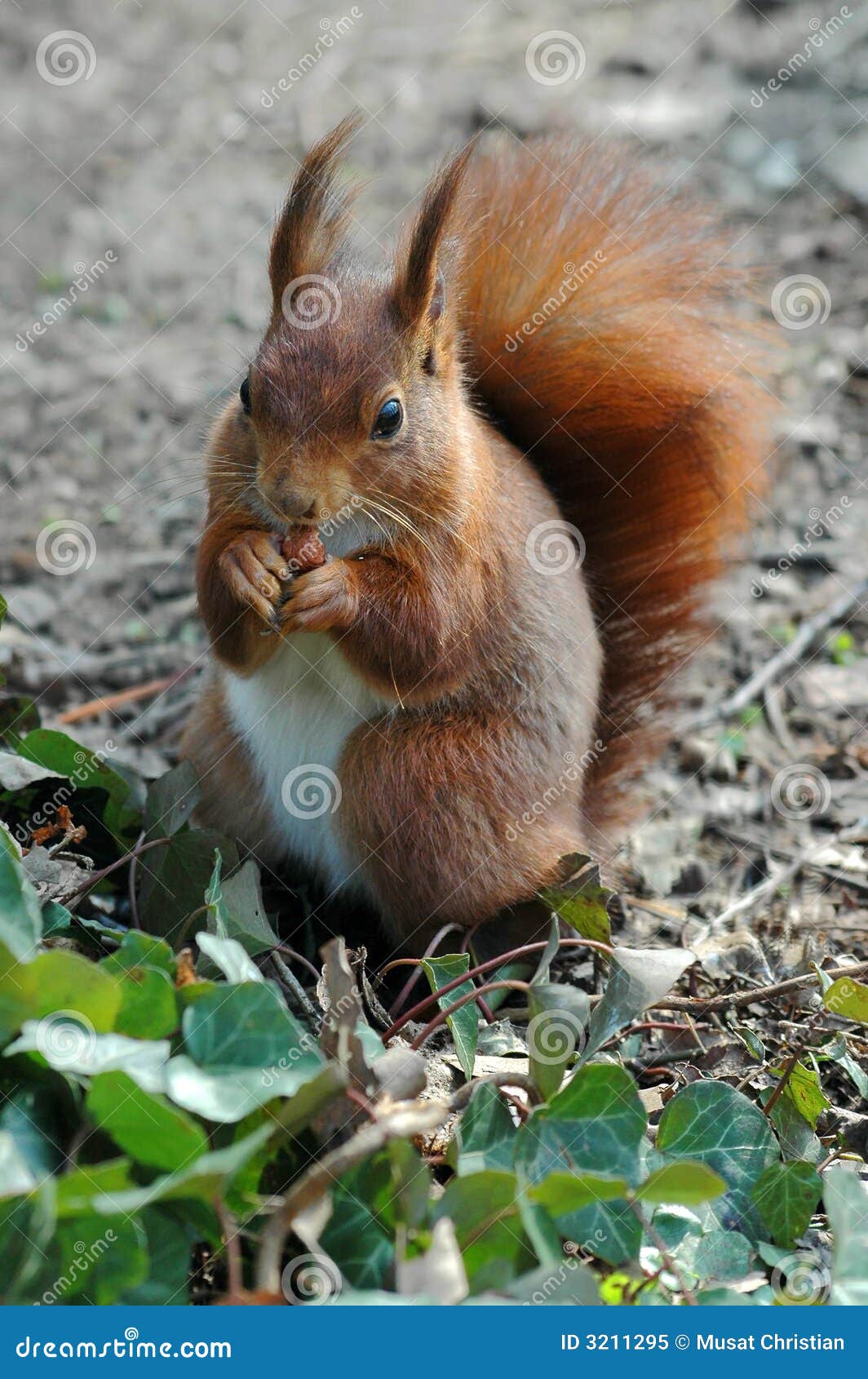 Red Squirrel Eating a Hazelnut Stock Image - Image of nice, forest: 3211295
