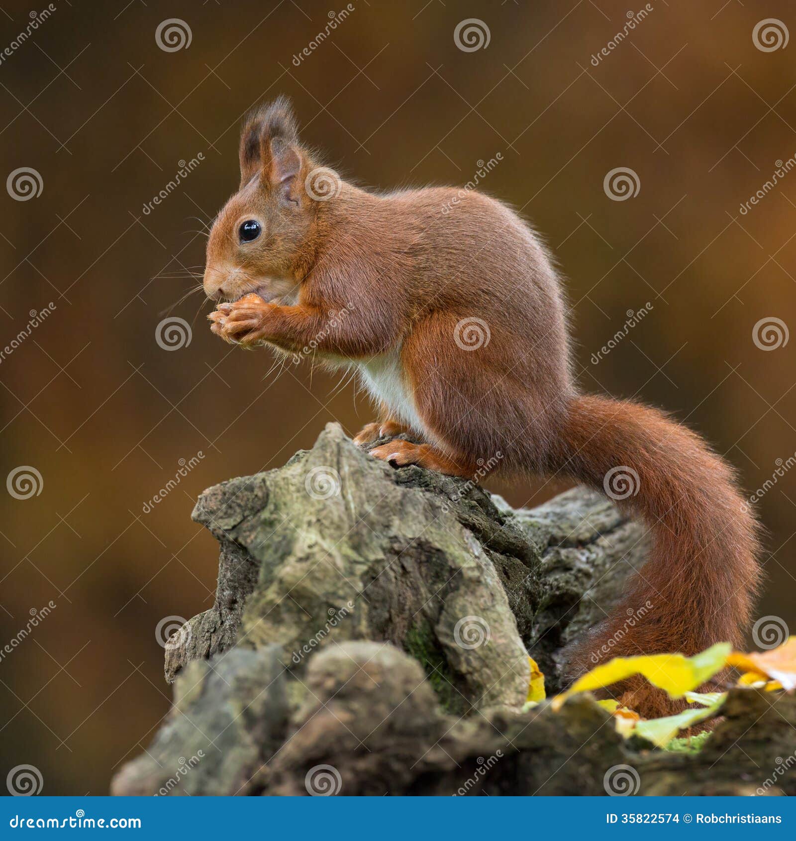 Red squirrel stock photo. Image of forest, leafs, hazelnut - 35822574