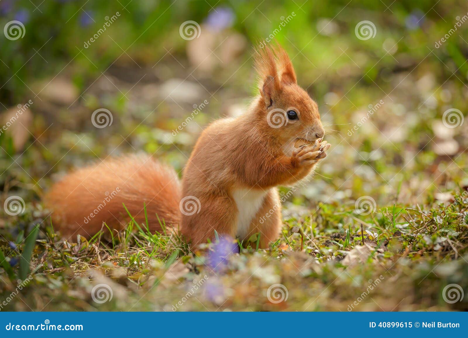 Red Squirrel Eating His Acorn Stock Image - Image of green, posing ...