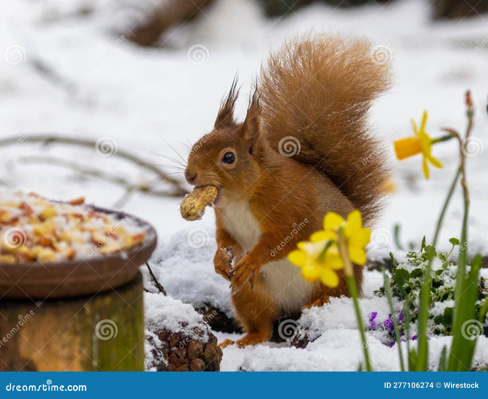 Red Squirrel Eating a Nut in the Forest Stock Photo - Image of creature ...