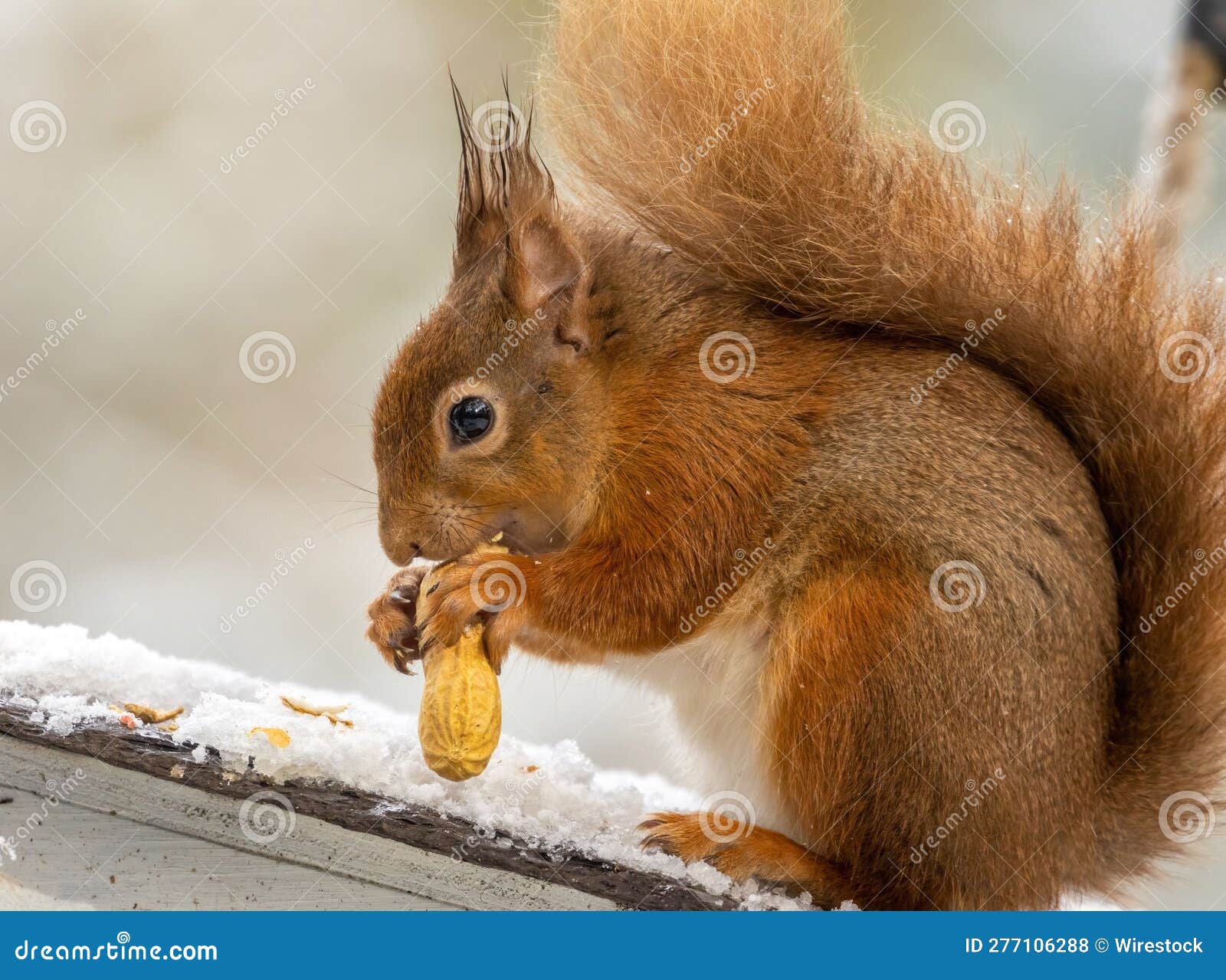 Red Squirrel Eating a Nut in the Forest Stock Photo - Image of natural ...