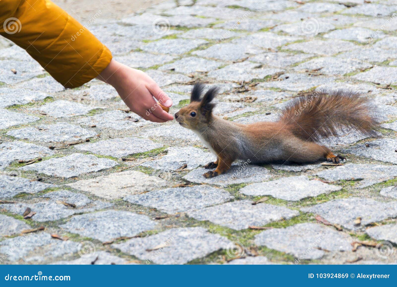 Red Squirrel Eating in the Hand of Boy Stock Image - Image of holding ...