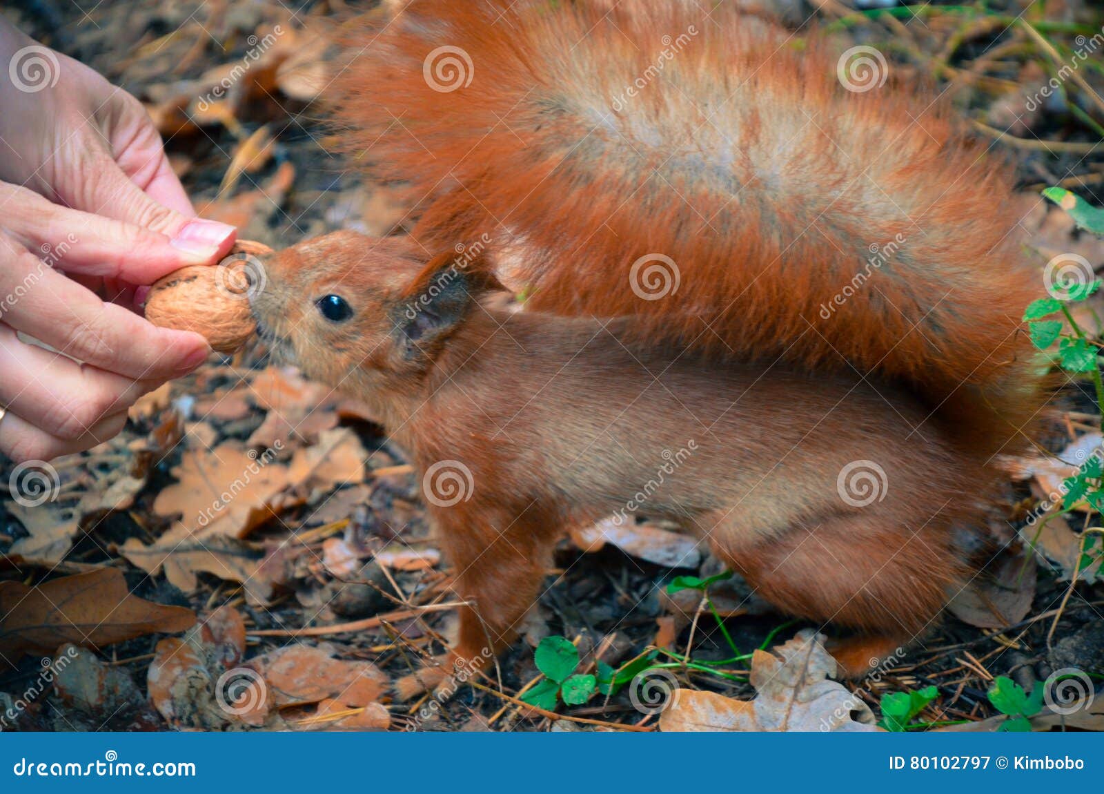 Red Squirrel Eating a Nut from Hand Stock Image - Image of hand, pine ...