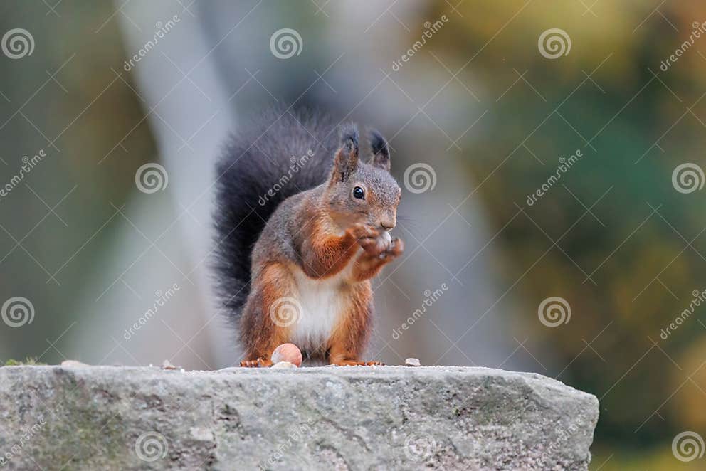Red Squirrel Eating Nuts on a Rock. Stock Image - Image of natural ...