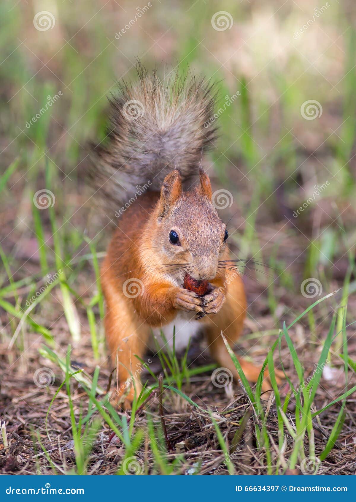 Red Squirrel Eating Oak Chestnut Stock Image - Image of animal ...