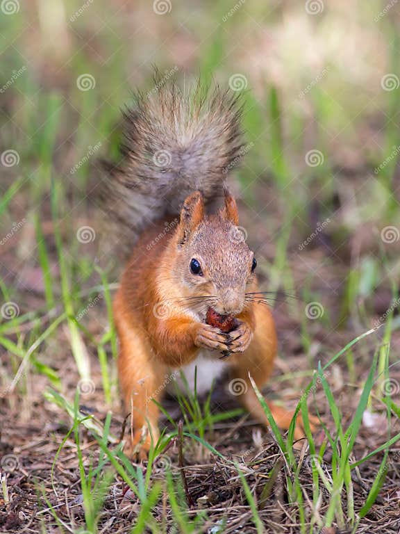 Red Squirrel Eating Oak Chestnut Stock Image - Image of animal ...
