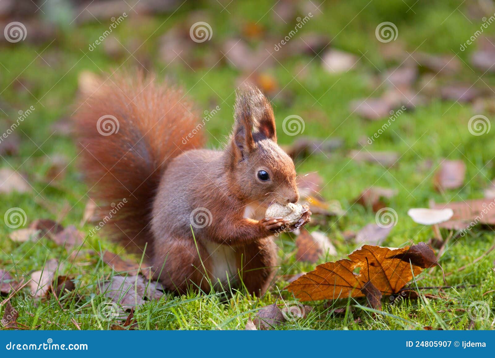 Red Squirrel Eating a Peanut Stock Image - Image of park, beauty: 24805907