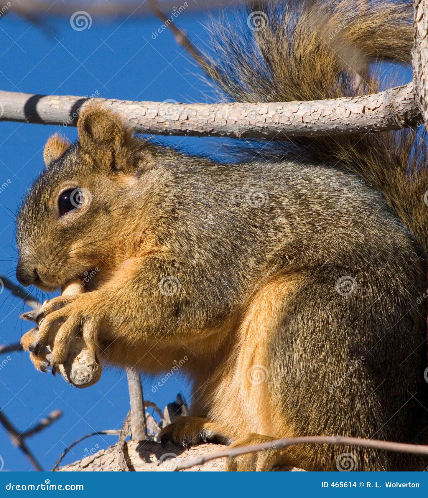 Red Squirrel Eating a Peanut Stock Photo - Image of climber, squirrel ...