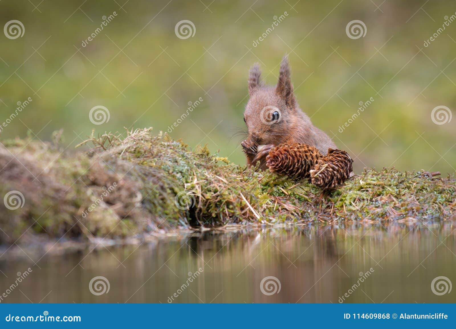 Red Squirrel Eating by Pool Stock Photo - Image of vulgaris, close ...
