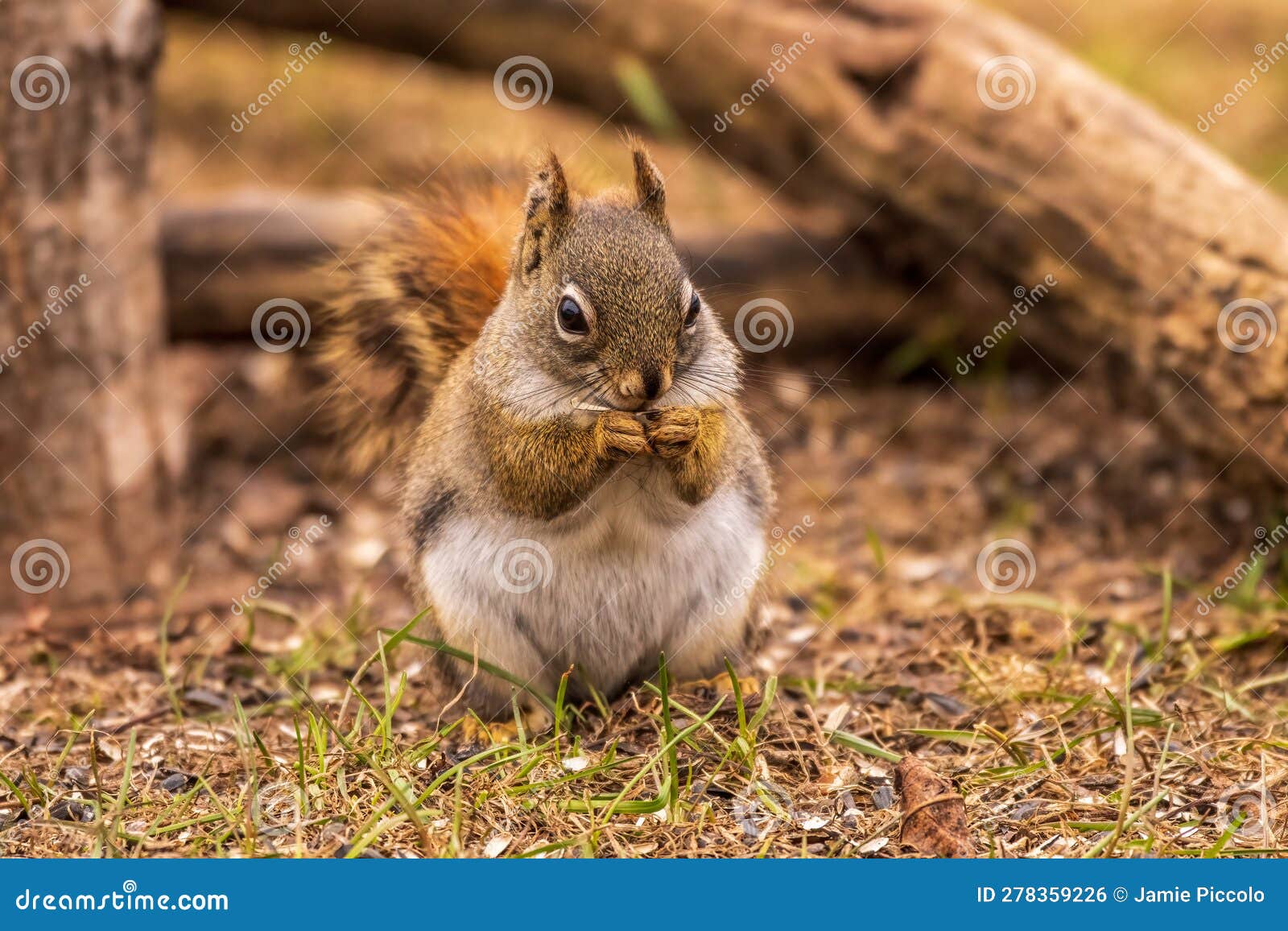 Red Squirrel Eating a Seed on the Ground Stock Photo - Image of seed ...