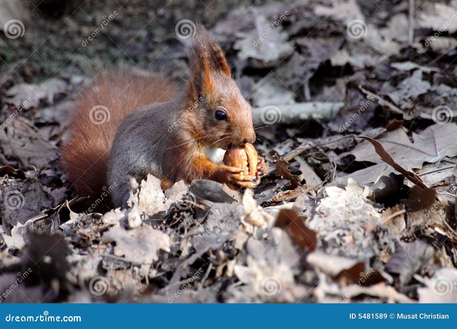 Red Squirrel Eating a Walnut Stock Image - Image of mimicry, nice: 5481589