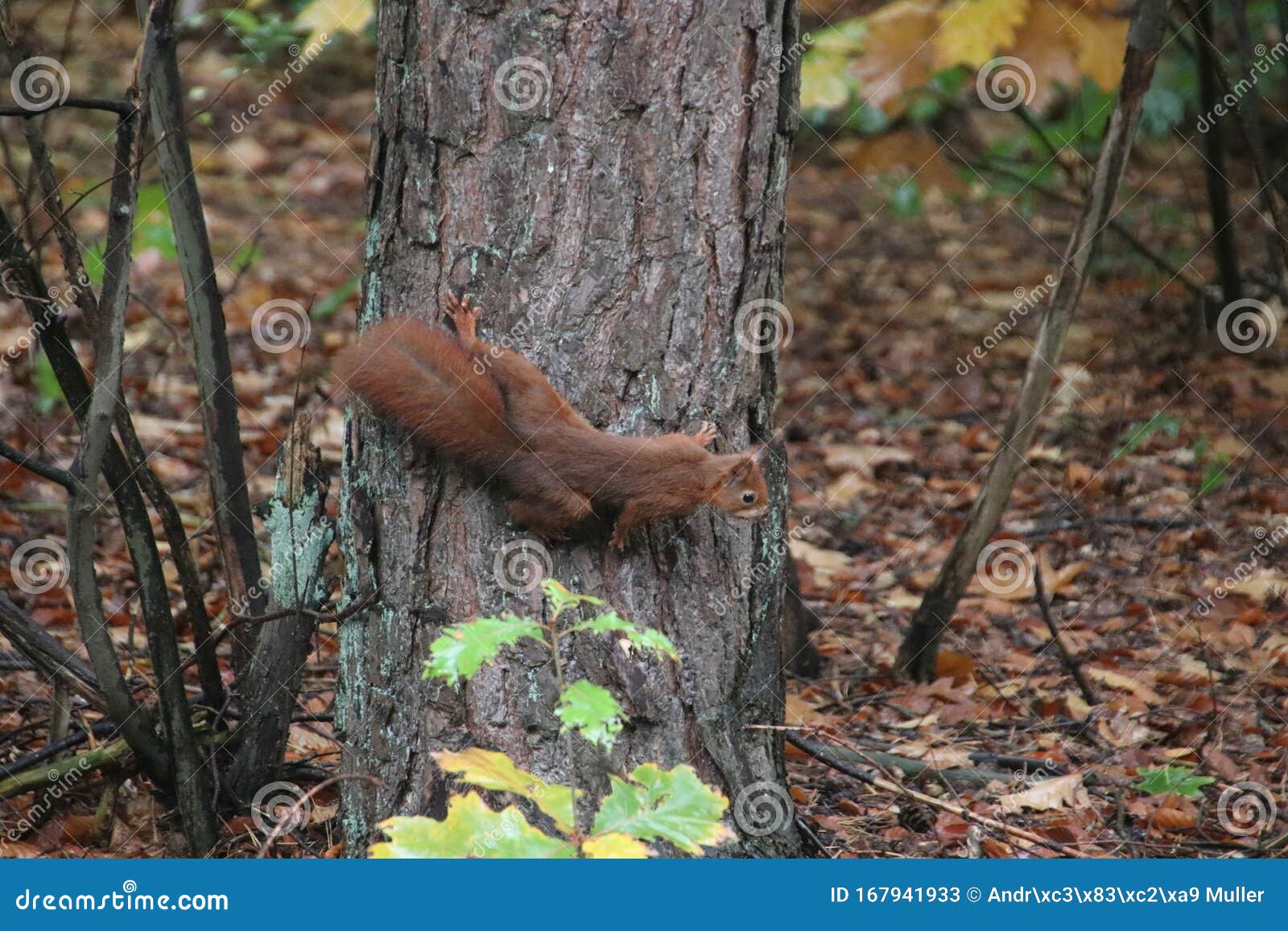 The Red Squirrel or Eurasian Red Squirrel Sciurus Vulgaris is Climbing ...
