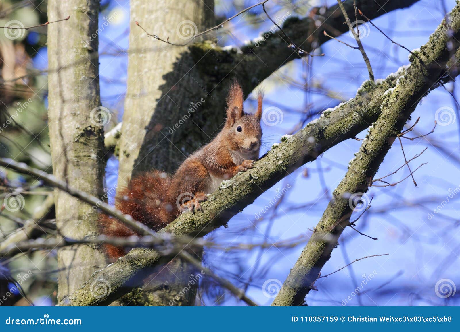 Eurasian Red Squirrel Sciurus Vulgaris in a Tree Stock Image - Image of ...