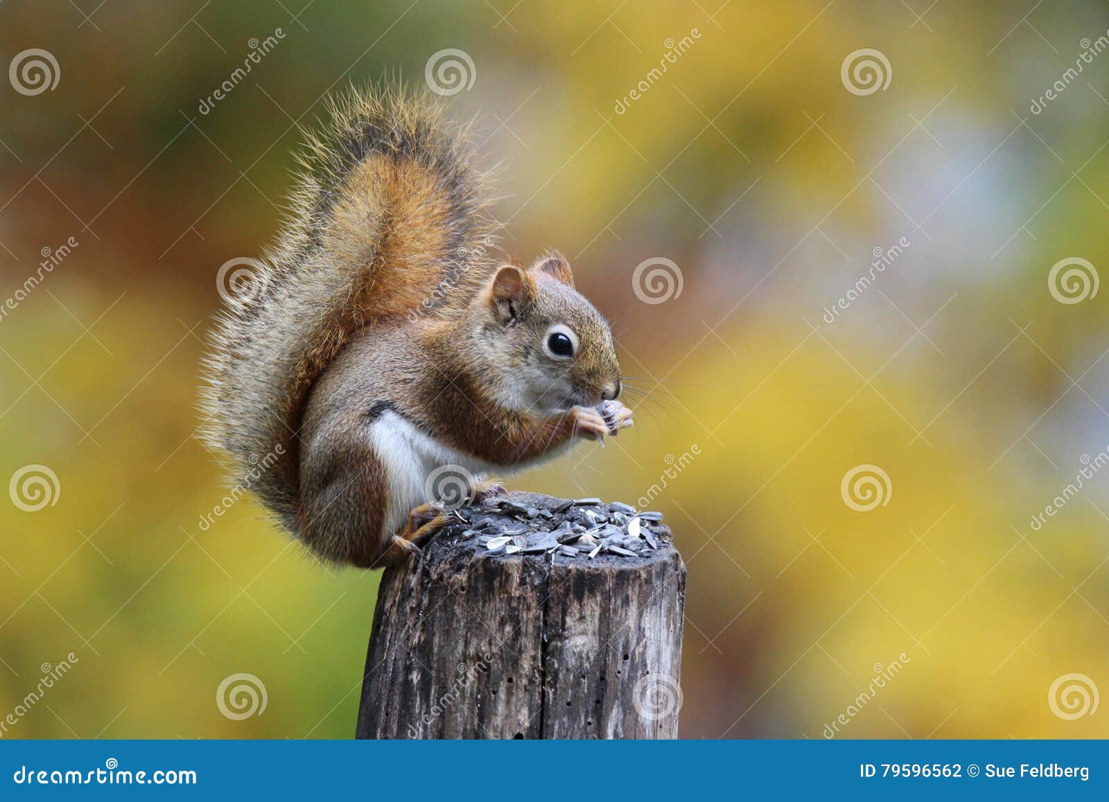 Red Squirrel in Fall stock photo. Image of paws, holds - 79596562
