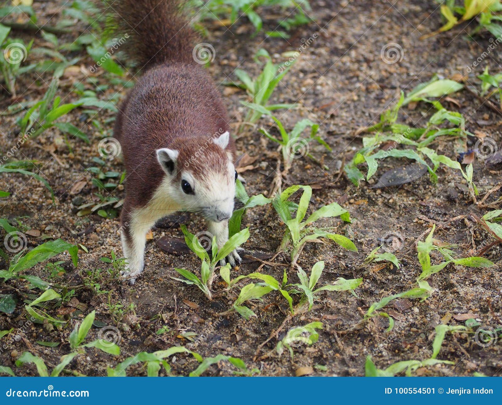 Red Squirrel that Fat Walking on the Ground. Stock Image - Image of ...