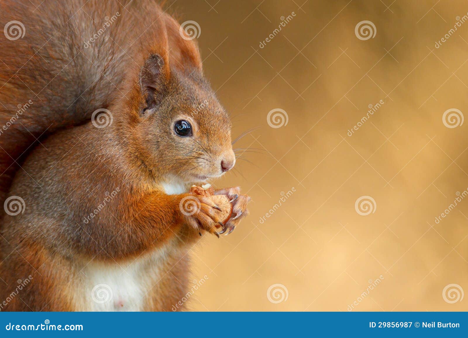 Red squirrel in Bavaria stock image. Image of tree, seeds - 29856987