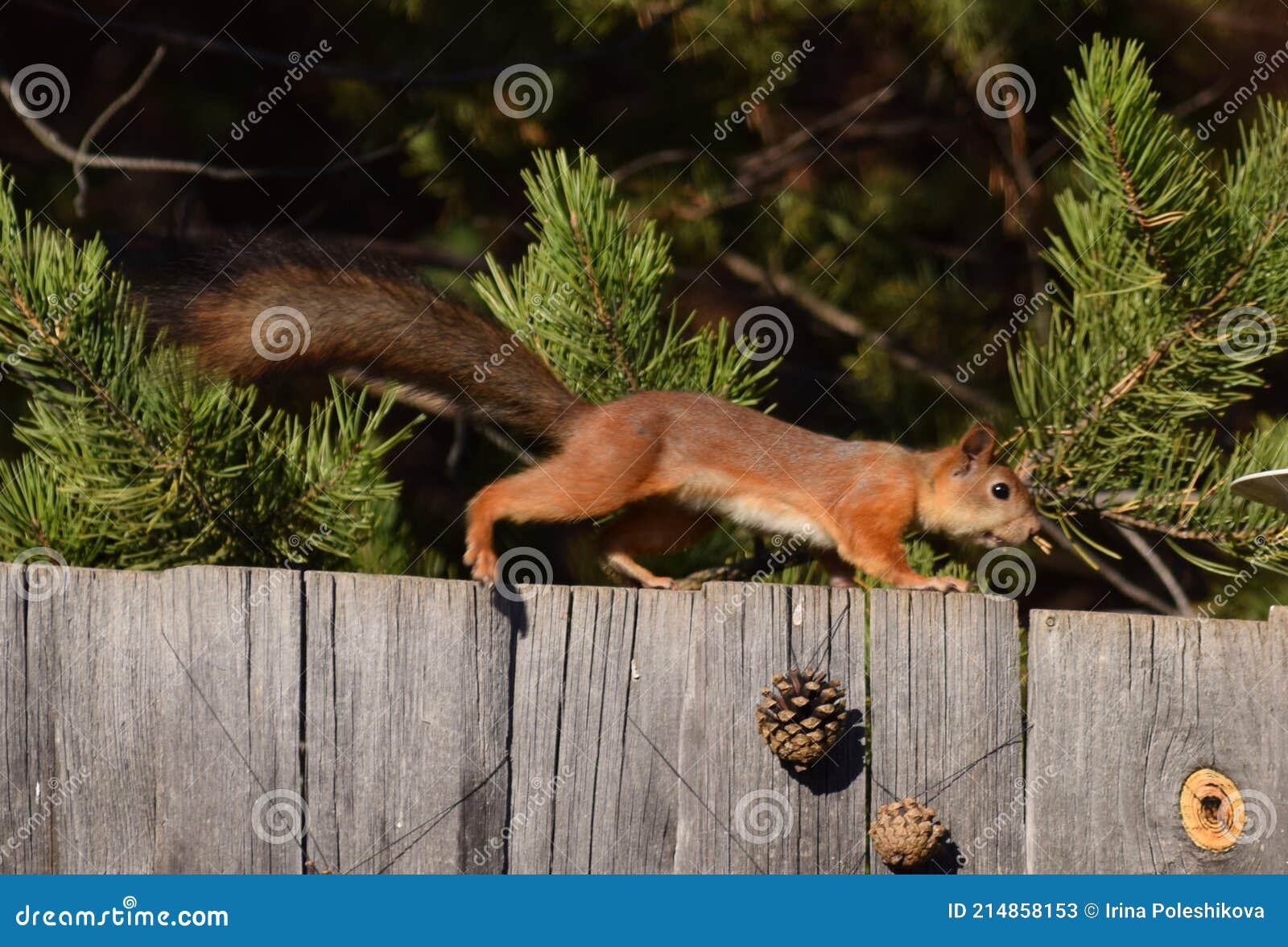 Red squirrel on the fence stock image. Image of squirrel - 214858153