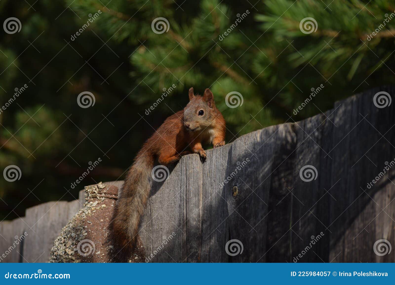 Red squirrel on the fence stock image. Image of fence - 225984057