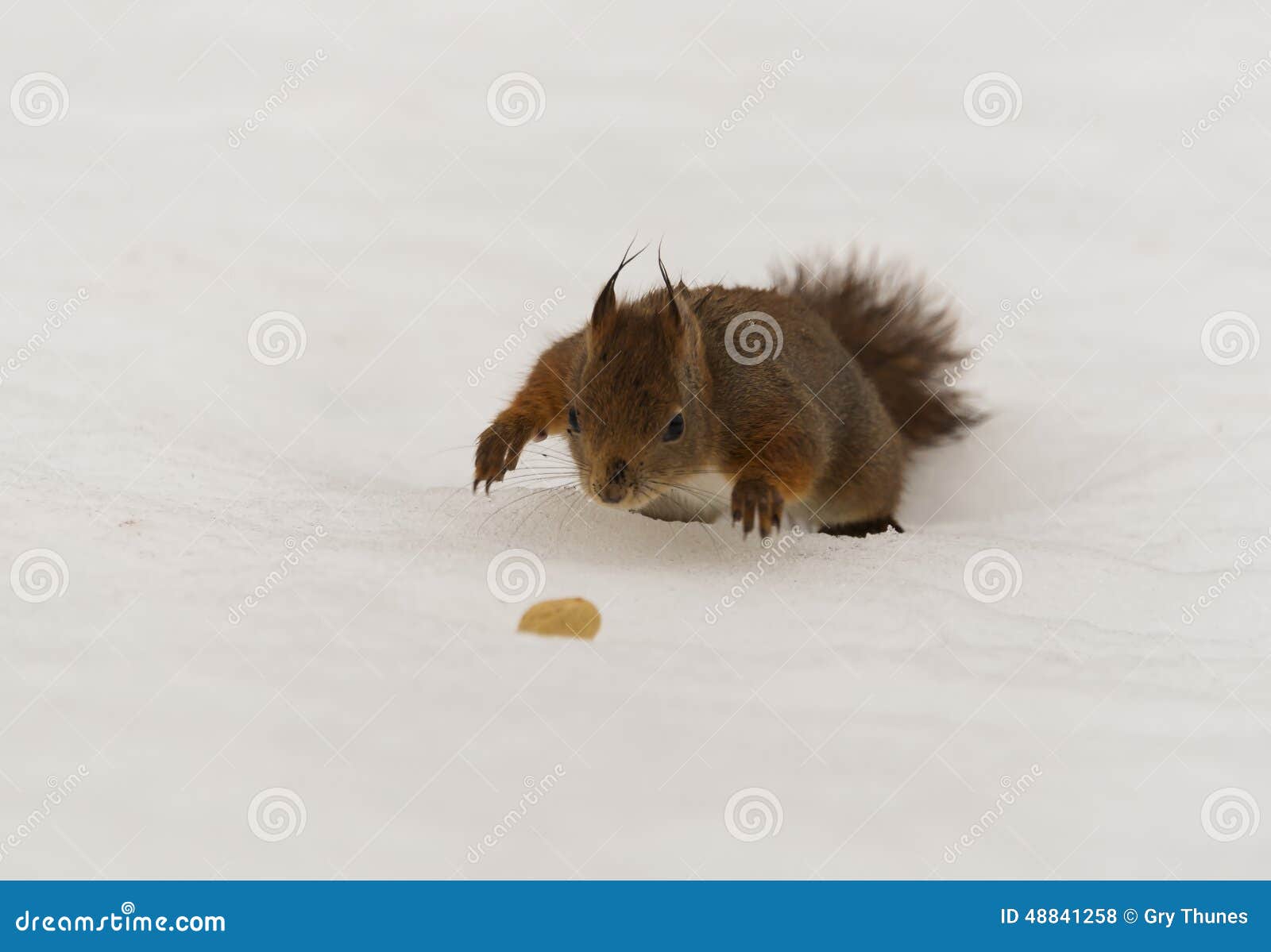 Red Squirrel Finding a Nut in Snow Stock Photo - Image of winter ...