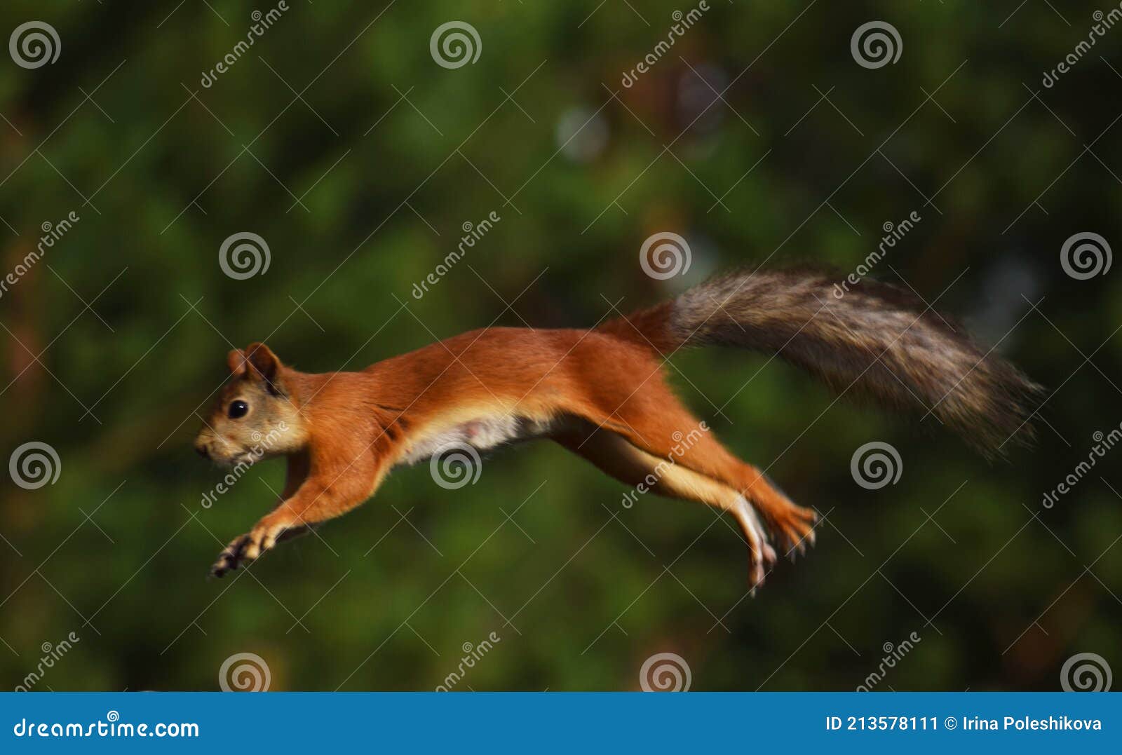 Jumping, Flying Squirrel in the Forest Stock Image - Image of forest ...