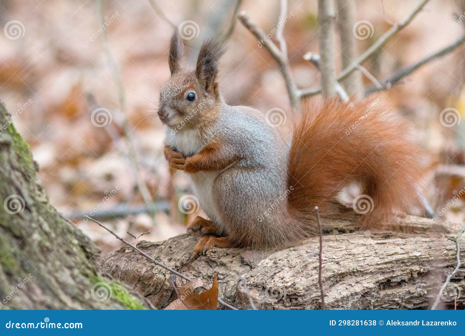 Red Squirrel in the Forest in Autumn Stock Photo - Image of squirrel ...