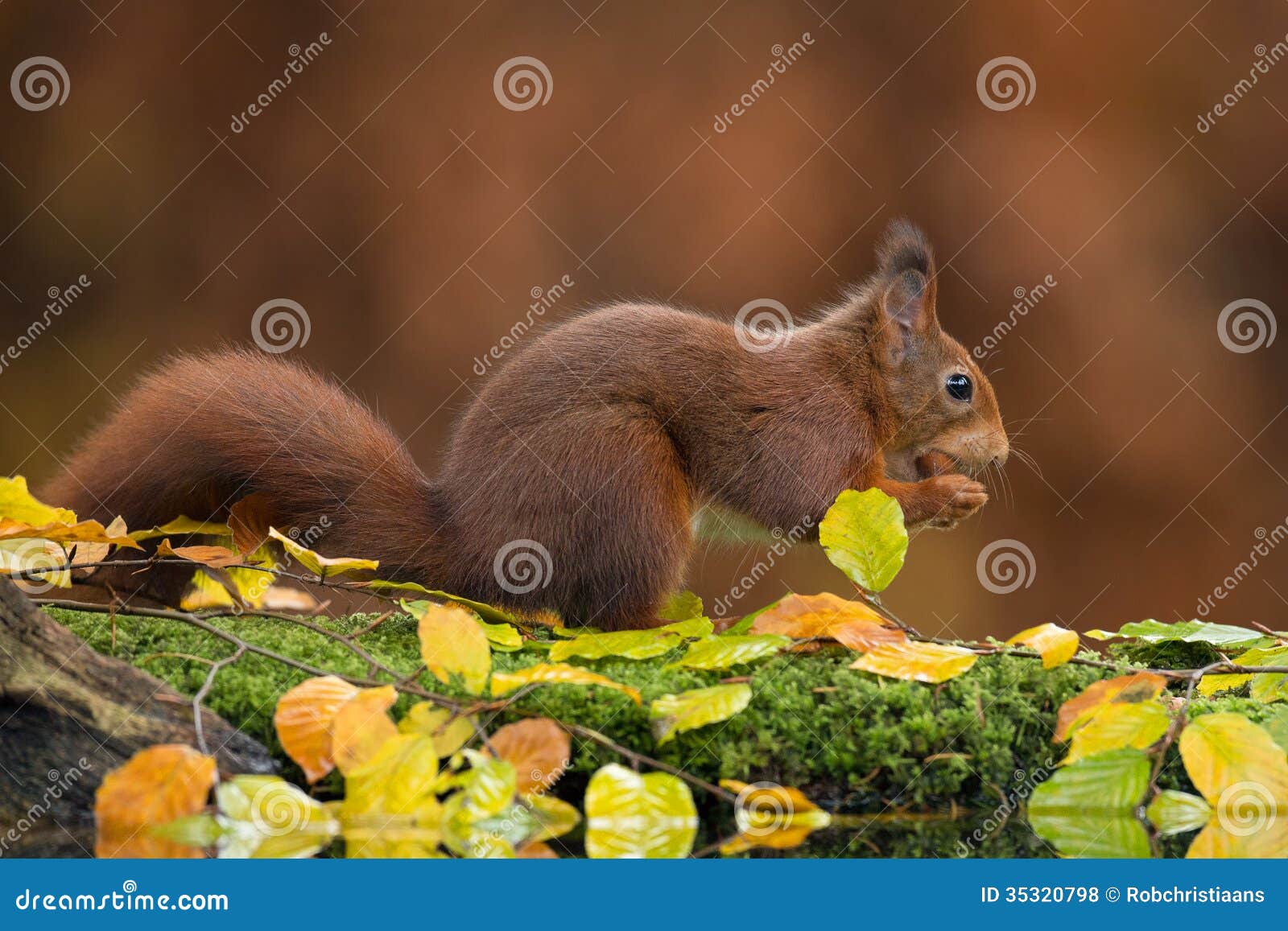 Red squirrel stock photo. Image of hands, forest, leaves - 35320798