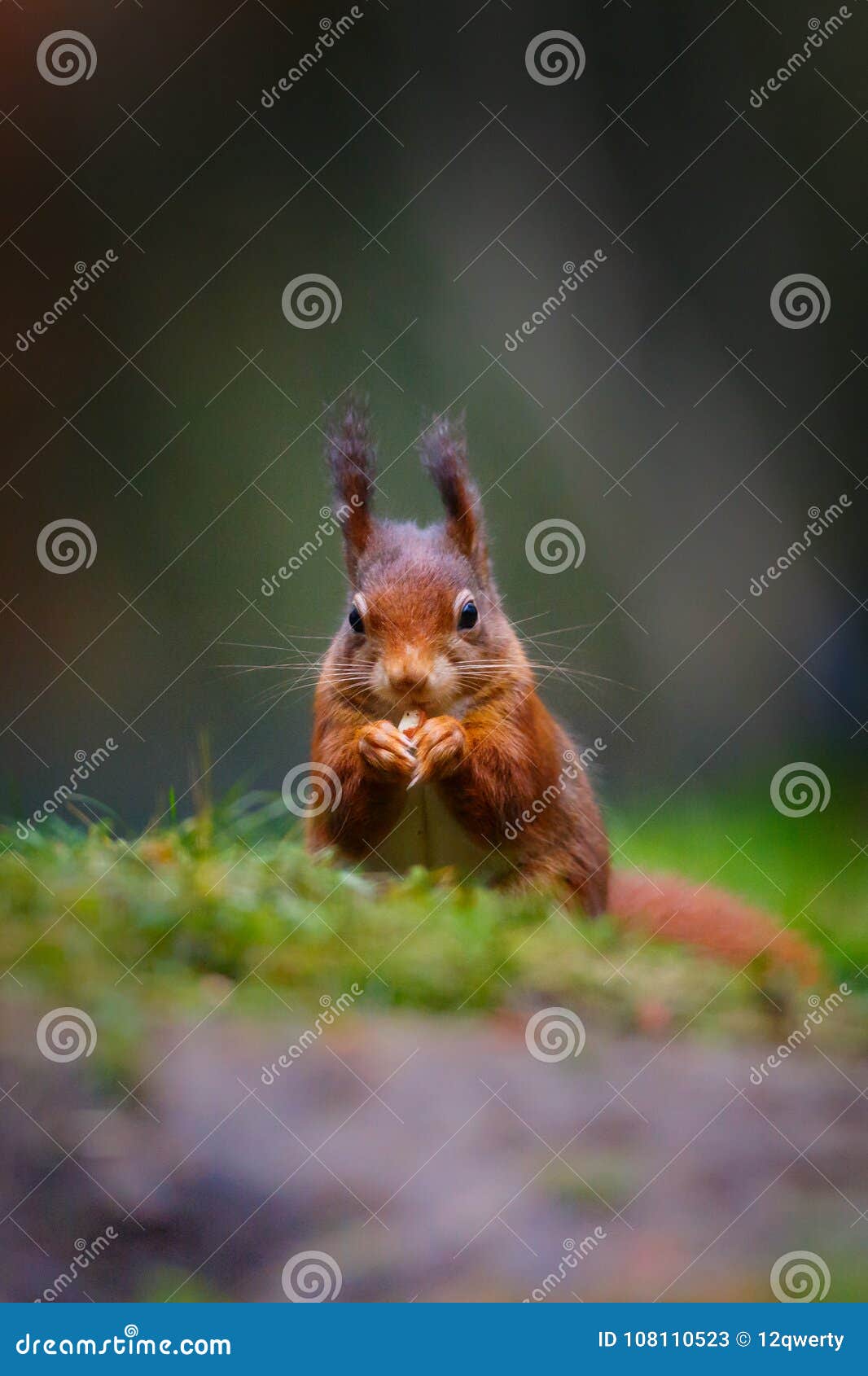 Red squirrel in a forest stock image. Image of branch - 108110523