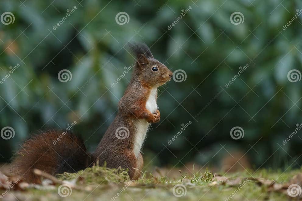 Red Squirrel in a forest stock image. Image of habitat - 332674825