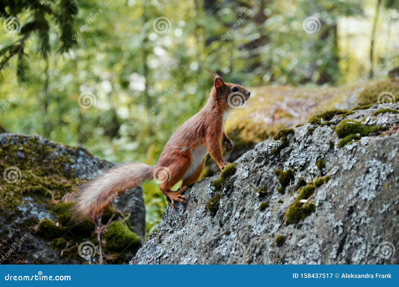 Red squirrel in the forest stock image. Image of autumn - 158437517