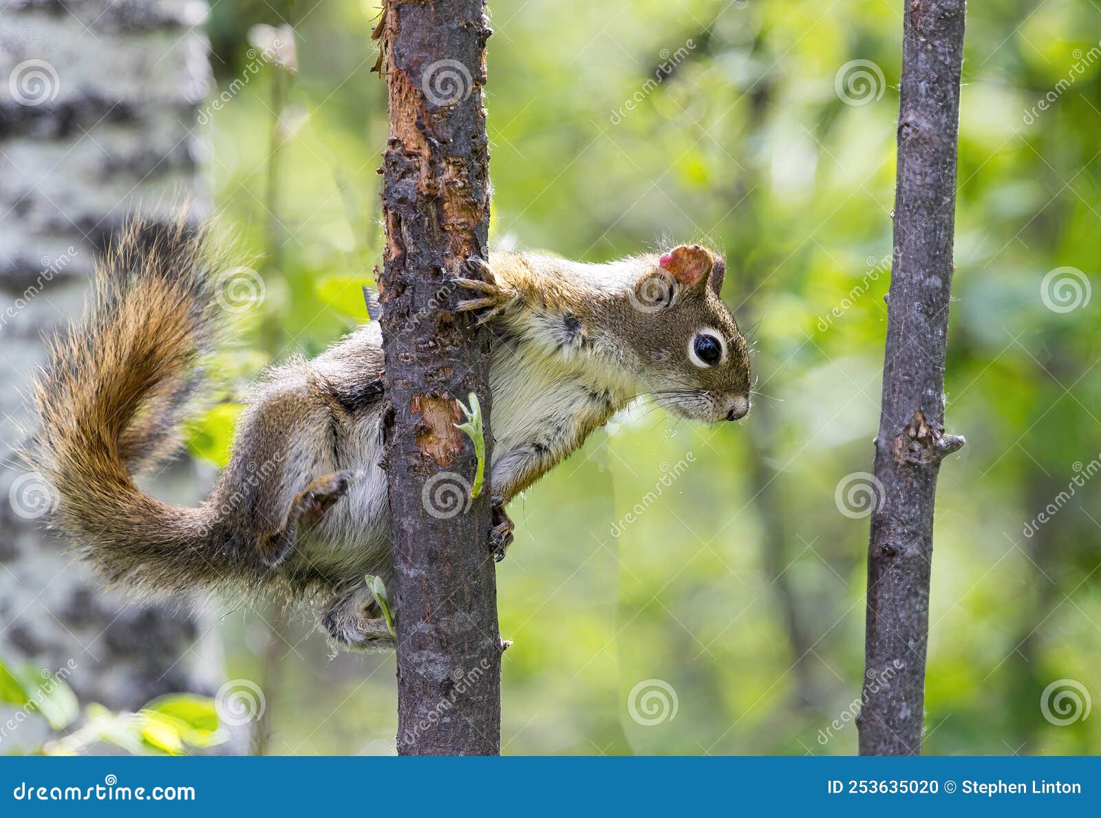 A Red Squirrel in a Forest. Stock Photo - Image of animals, small ...